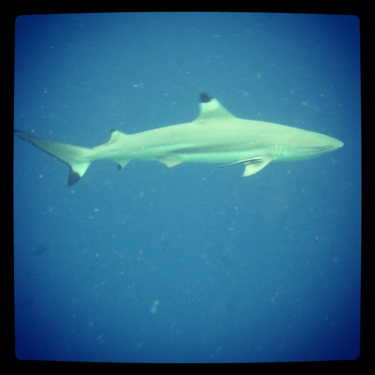 The Trout of Doubt – Undercover Christian